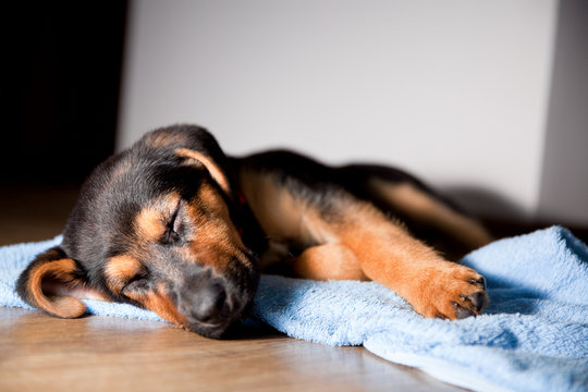 Wilczur-Bilder: Stock-Fotos & -Videos. | Adobe Stock