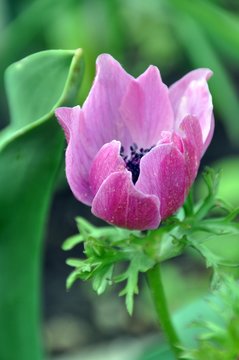 Annemone Bilder – Durchsuchen 466 Archivfotos, Vektorgrafiken und ...