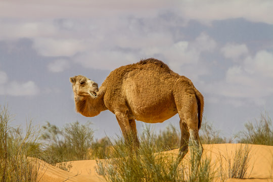 Dromedar Billeder – Gennemse 44,675 stockfotos, vektorer og videoer ...