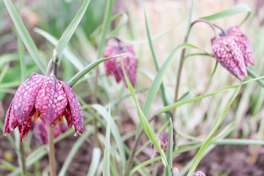 「Fritillus」の写真素材 | 19件の無料イラスト画像 | Adobe Stock