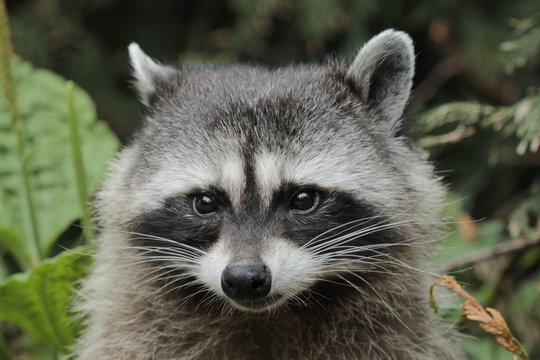 「Raton」の画像 - 3,187 件の Stock 写真、ベクターおよびビデオ | Adobe Stock