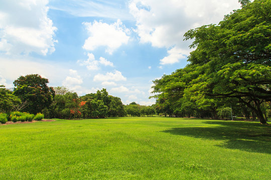 Green Grass And Trees Background