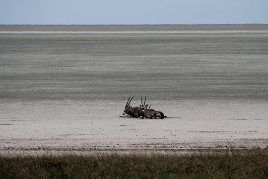 Oryx-Antilopen Images – Browse 20 Stock Photos, Vectors, and Video ...