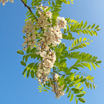 「Acacieae」の画像 - 776 件の Stock 写真、ベクターおよびビデオ | Adobe Stock