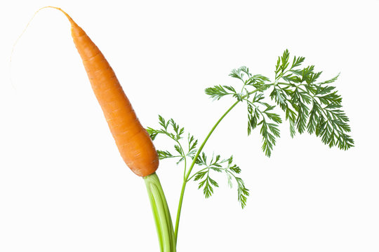 รูปภาพKarotte – เลือกดูภาพถ่ายสต็อก เวกเตอร์ และวิดีโอ21,380 | Adobe Stock