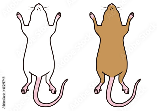 "mouse (ventral)" Stock photo and royalty-free images on Fotolia.com ...