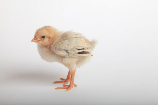 Pollito bilder – Bläddra bland 601 stockfoton, vektorer och videor ...