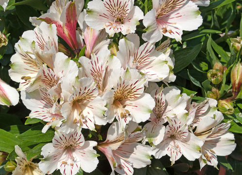 Inkalilien Images – Browse 62 Stock Photos, Vectors, and Video | Adobe ...