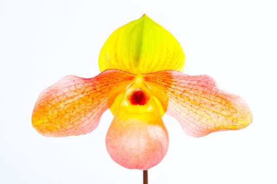 「Paph」の画像 - 407 件の Stock 写真、ベクターおよびビデオ | Adobe Stock