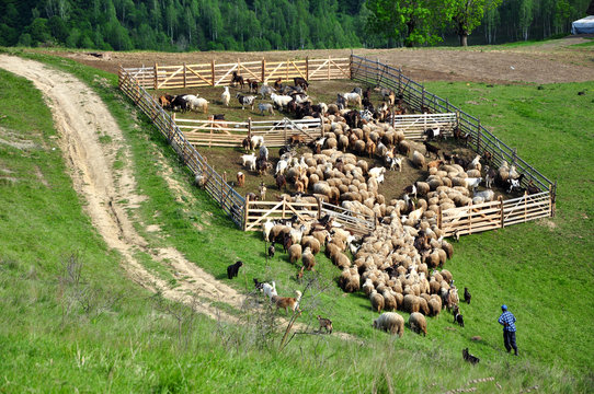 Sheep Pen