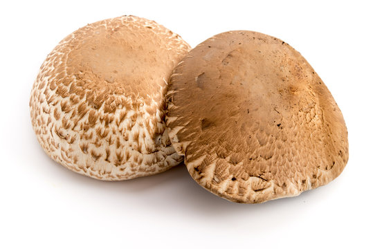 Gomba Images – Browse 40 Stock Photos, Vectors, and Video | Adobe Stock