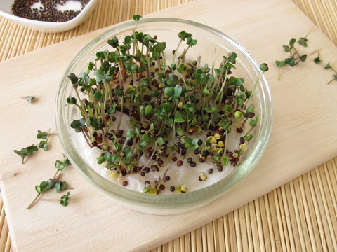 Broccoli-Sprossen Images – Browse 14 Stock Photos, Vectors, and Video ...