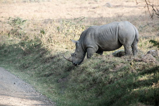 Rhinozeros Imagens – Procure 627 fotos, vetores e vídeos | Adobe Stock