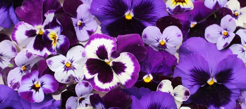 "Violette Bilder – Durchsuchen 2,504,575 Archivfotos, Vektorgrafiken ...