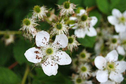Brombeerhecke 이미지 – 찾아보기 80 스톡 사진, 벡터 및 비디오 | Adobe Stock