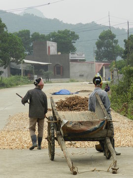 Maniok Billeder – Gennemse 23,259 stockfotos, vektorer og videoer ...