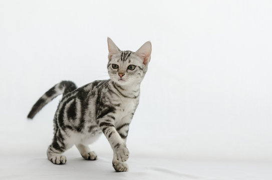 รูปภาพFelion – เลือกดูภาพถ่ายสต็อก เวกเตอร์ และวิดีโอ35 | Adobe Stock