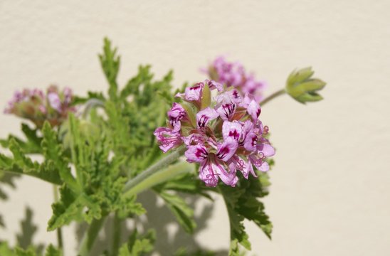 Pelagonia Images – Browse 129 Stock Photos, Vectors, and Video | Adobe ...