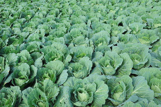 Monocropping Billeder – Gennemse 375 stockfotos, vektorer og videoer ...