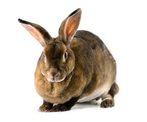 Rabbit photos, royalty-free images, graphics, vectors & videos | Adobe ...