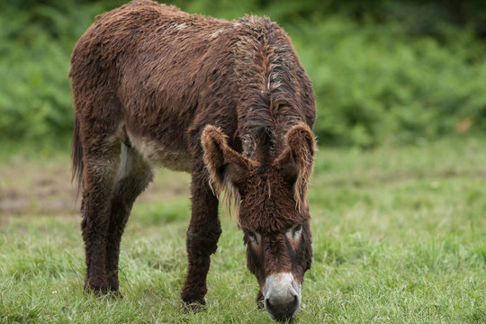 「Bourrique」の画像 - 273 件の Stock 写真、ベクターおよびビデオ | Adobe Stock
