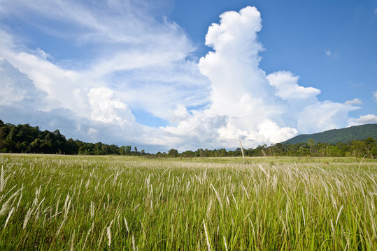 "Cogon Grass" Images – Browse 14,525 Stock Photos, Vectors, and Video ...