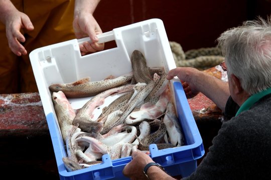 Merluchon Images – Browse 58 Stock Photos, Vectors, and Video | Adobe Stock