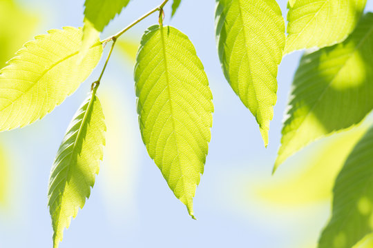 รูปภาพMidori – เลือกดูภาพถ่ายสต็อก เวกเตอร์ และวิดีโอ18,489 | Adobe Stock