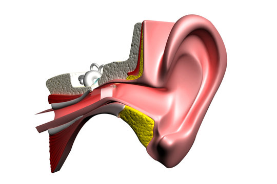 Pinna Images – Browse 286,032 Stock Photos, Vectors, and Video | Adobe ...