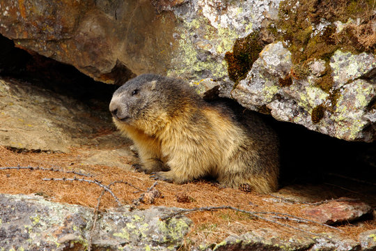 「Topolone」の画像 - 243 件の Stock 写真、ベクターおよびビデオ | Adobe Stock