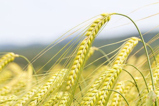 「Gerste」の画像 - 18,258 件の Stock 写真、ベクターおよびビデオ | Adobe Stock