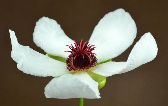 รูปภาพDilleniaceae – เลือกดูภาพถ่ายสต็อก เวกเตอร์ และวิดีโอ186 | Adobe ...