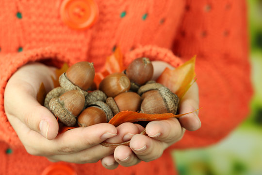 Child Holding Acorns Images – HD & 4K Photos Free to Download | PikWizard