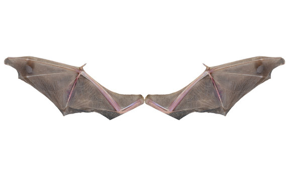 Bat Wings Folded