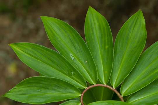 "Fan Leaf" Images – Browse 200 Stock Photos, Vectors, and Video | Adobe ...