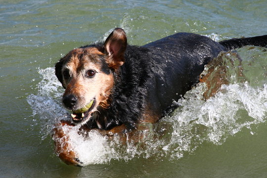 Hundearten-Bilder: Stock-Fotos & -Videos. | Adobe Stock