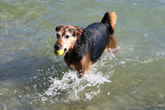 Hundearten-Bilder: Stock-Fotos & -Videos. | Adobe Stock