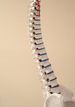 Diskopathie Images – Browse 57 Stock Photos, Vectors, and Video | Adobe ...