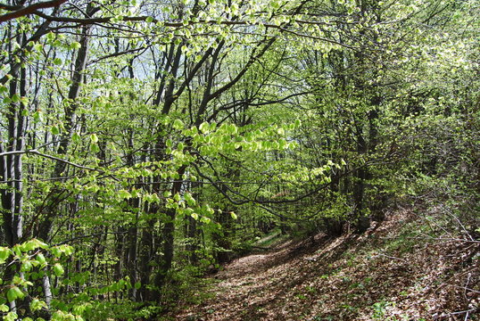 รูปภาพBeechen – เลือกดูภาพถ่ายสต็อก เวกเตอร์ และวิดีโอ1,046 | Adobe Stock