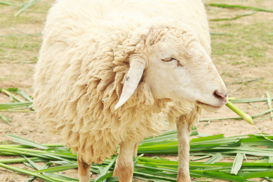 รูปภาพSheap – เลือกดูภาพถ่ายสต็อก เวกเตอร์ และวิดีโอ145 | Adobe Stock