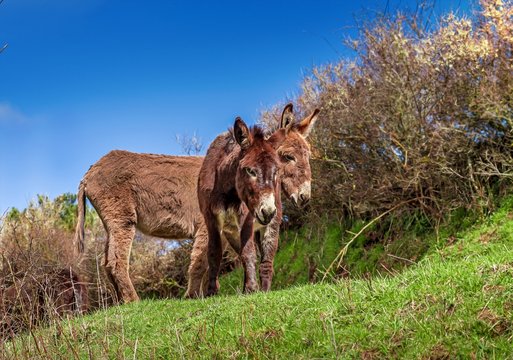 Bourrique Bilder – Durchsuchen 273 Archivfotos, Vektorgrafiken und ...