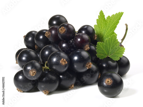 "Schwarze Johannisbeeren" Stockfotos und lizenzfreie Bilder auf Fotolia ...