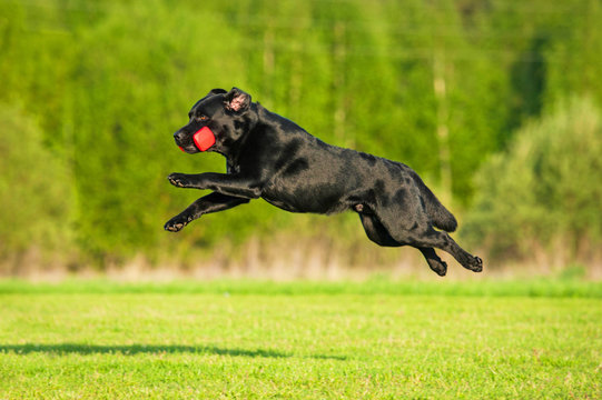 Labrador Jumping Images – Browse 15,925 Stock Photos, Vectors, and ...