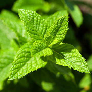 รูปภาพMinzblatt – เลือกดูภาพถ่ายสต็อก เวกเตอร์ และวิดีโอ990 | Adobe Stock