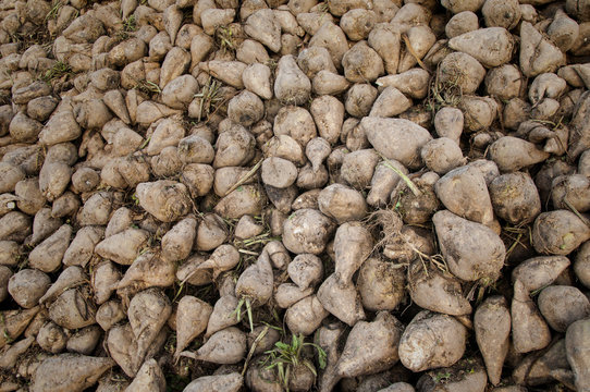 "Sugar Beet Pulp" Images – Browse 132 Stock Photos, Vectors, and Video ...