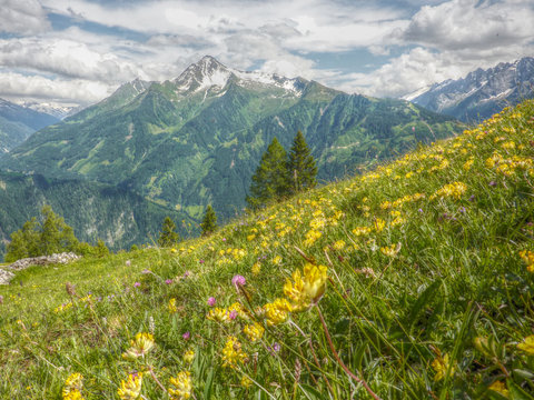 รูปภาพAlpenwiese – เลือกดูภาพถ่ายสต็อก เวกเตอร์ และวิดีโอ1,496 | Adobe ...