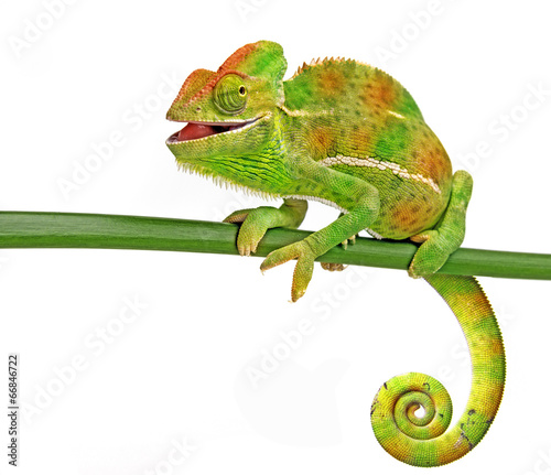 "happy chameleon" Stockfotos und lizenzfreie Bilder auf Fotolia.com ...