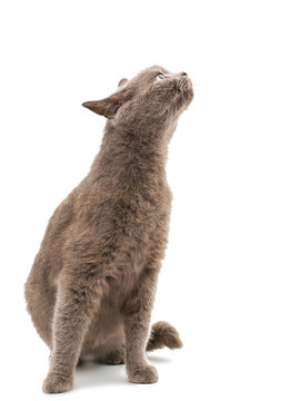 Cat Solid Background Images – Browse 9,603 Stock Photos, Vectors, and ...