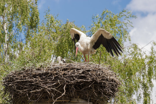 รูปภาพStorch – เลือกดูภาพถ่ายสต็อก เวกเตอร์ และวิดีโอ16,096 | Adobe Stock