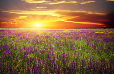 Sunrise Flowers photos, royalty-free images, graphics, vectors & videos ...